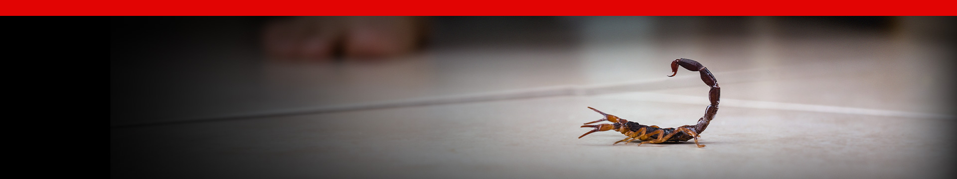 Houston Scorpion Control | Hartz Pest Control